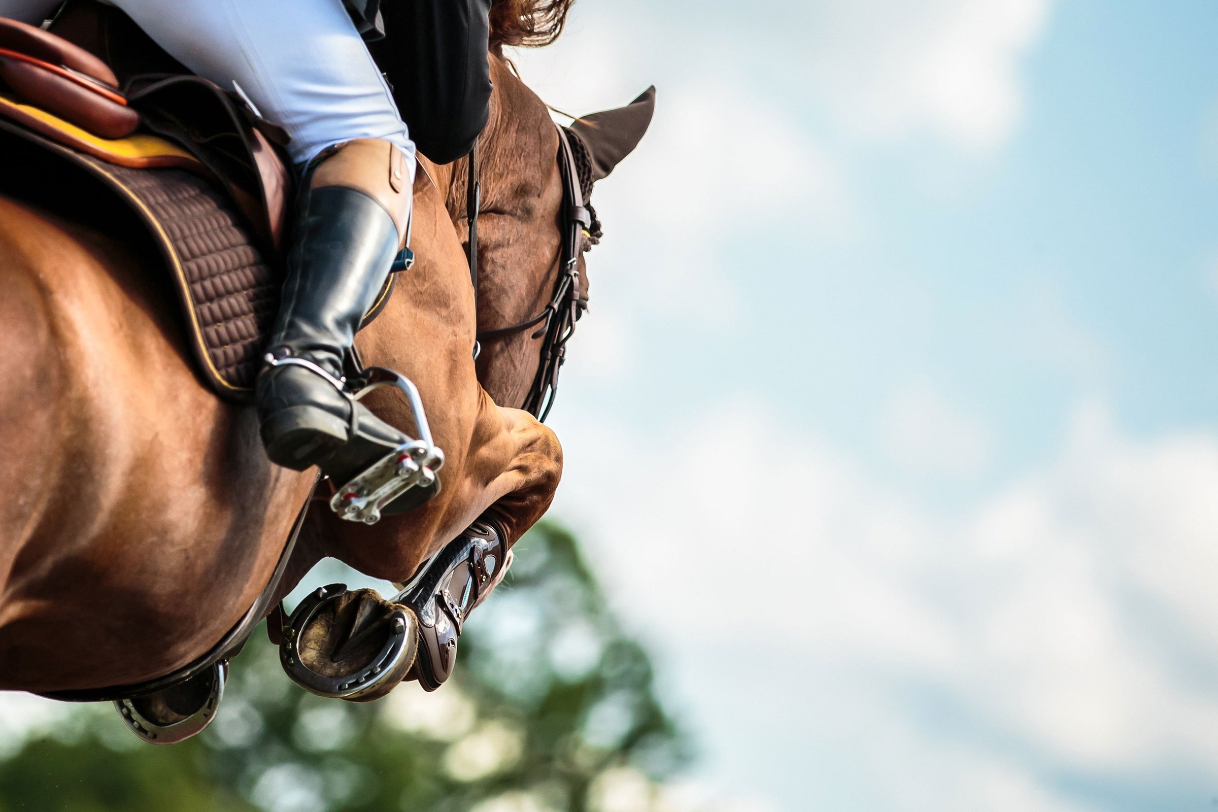Farrier Tools List: What Tools Does a Farrier Use?